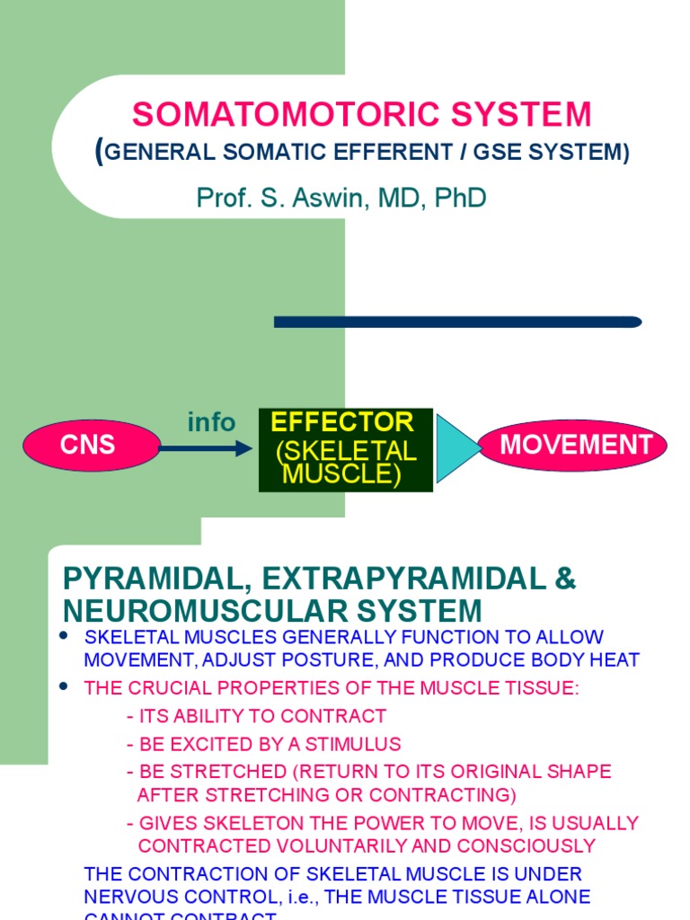 Overview of the Somatomotoric System | PDF | Organ (Anatomy) | Cerebrum