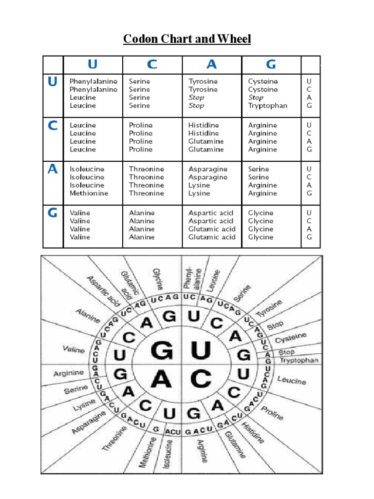 Codon Chart and Wheel Handout | PDF
