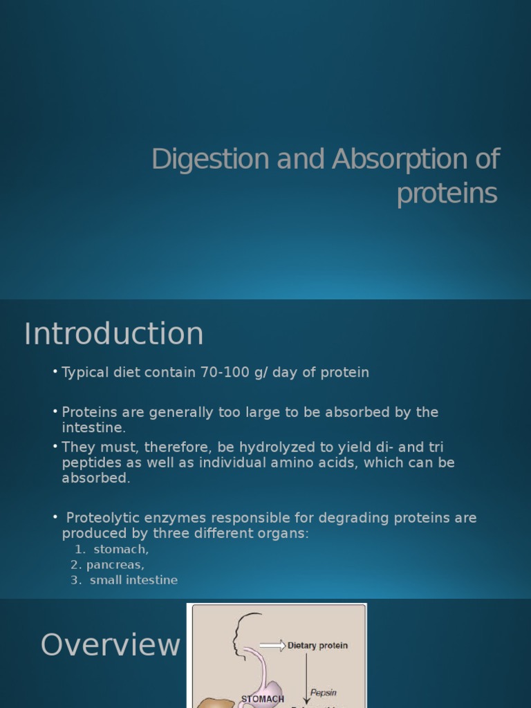 Protein Digestion and Absorption Overview | PDF | Trypsin | Digestion