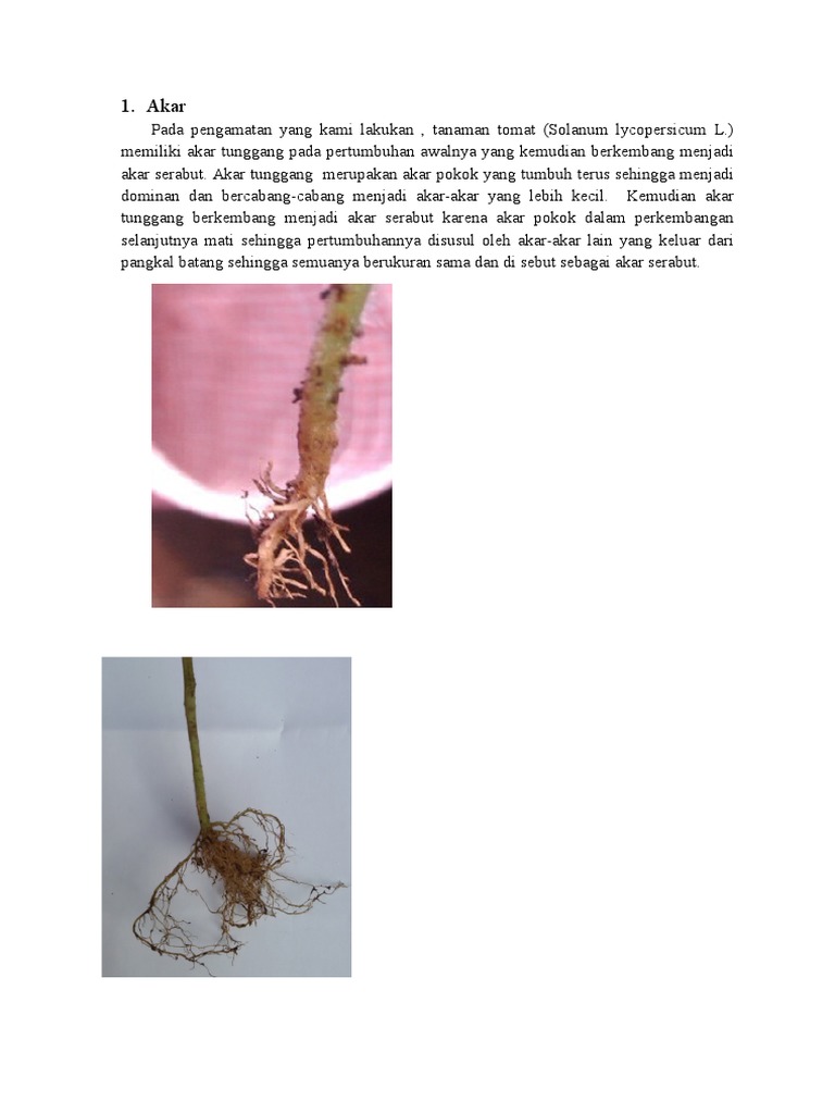 Akar Tomat | PDF