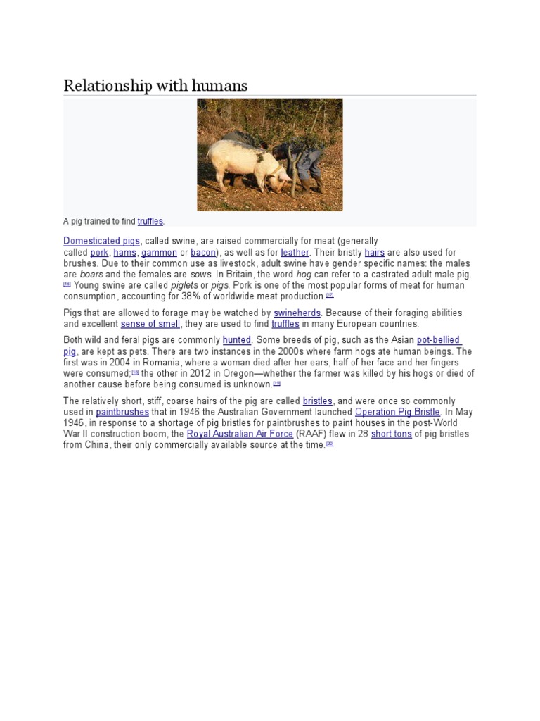 Relationship With Humans: Domesticated Pigs Pork Hams Gammon Bacon ...