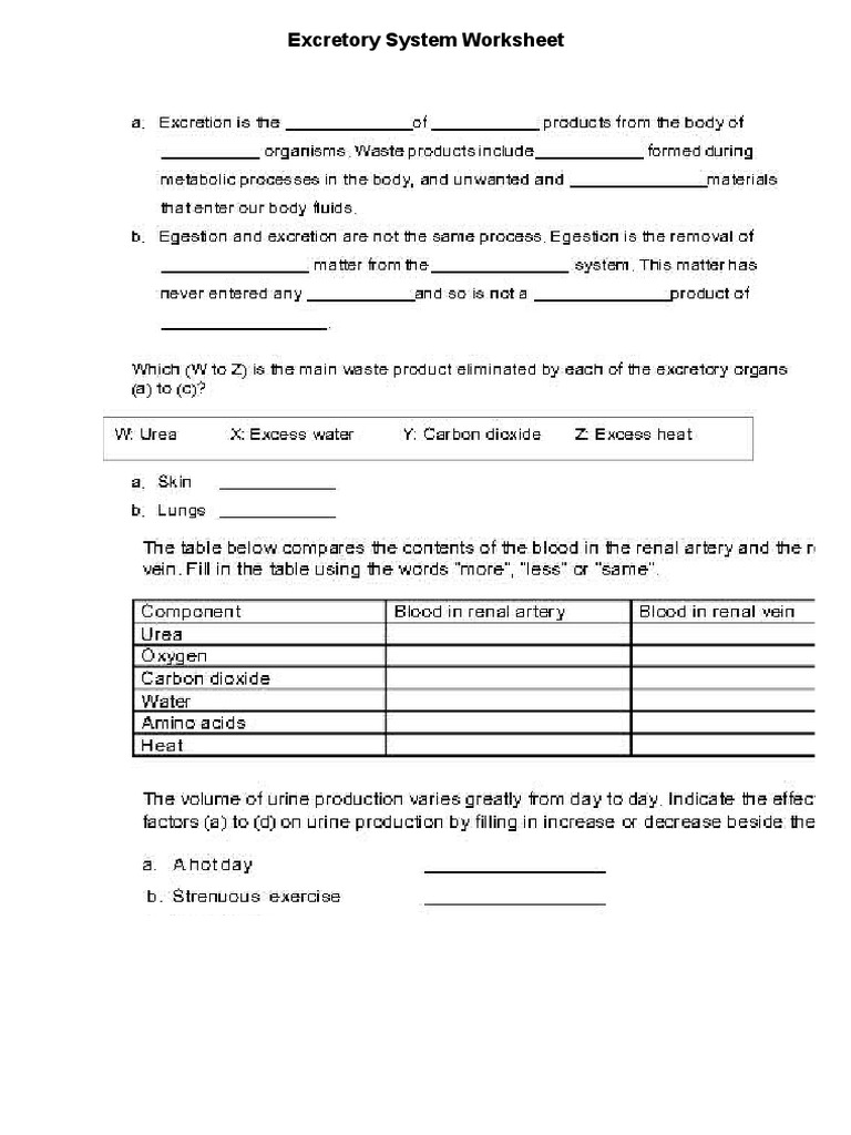 Excretory System Worksheet for Grade 8 | PDF | Kidney | Genitourinary ...