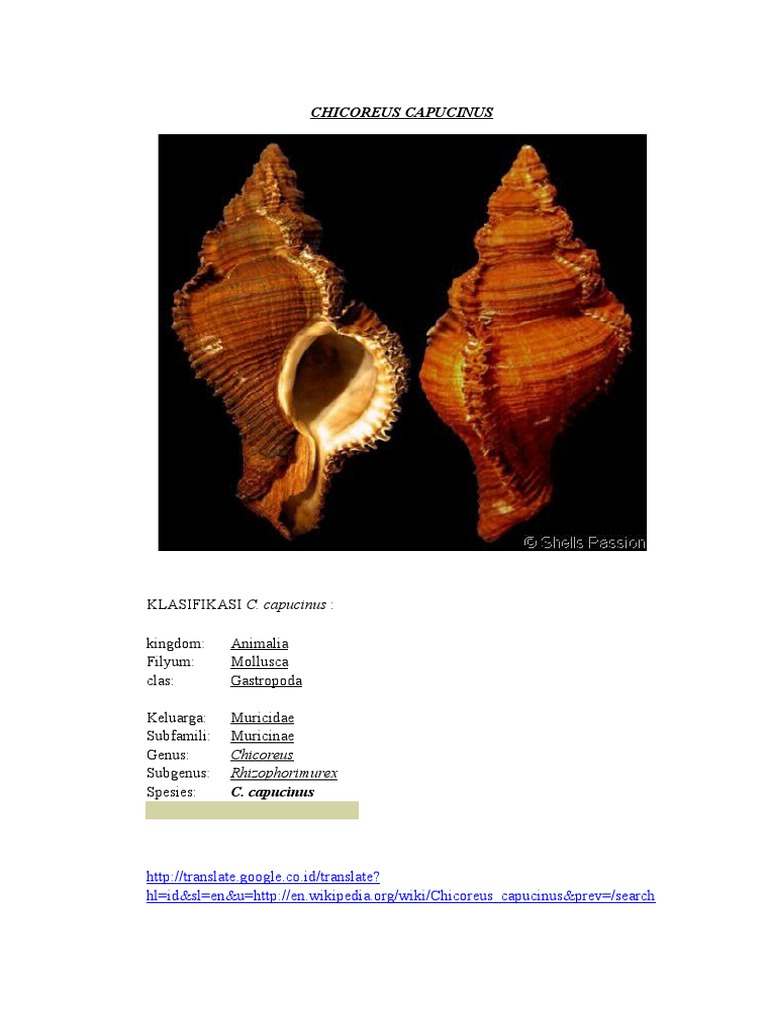 Chicorius Capucinus | PDF