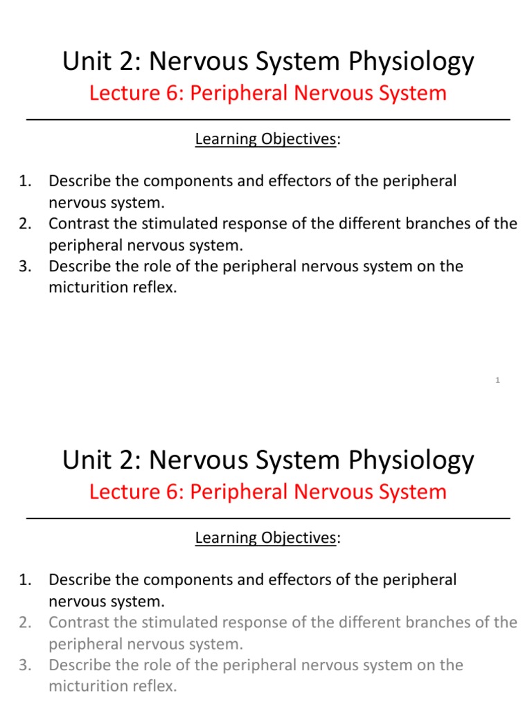 6 - Peripheral Nervous System | PDF