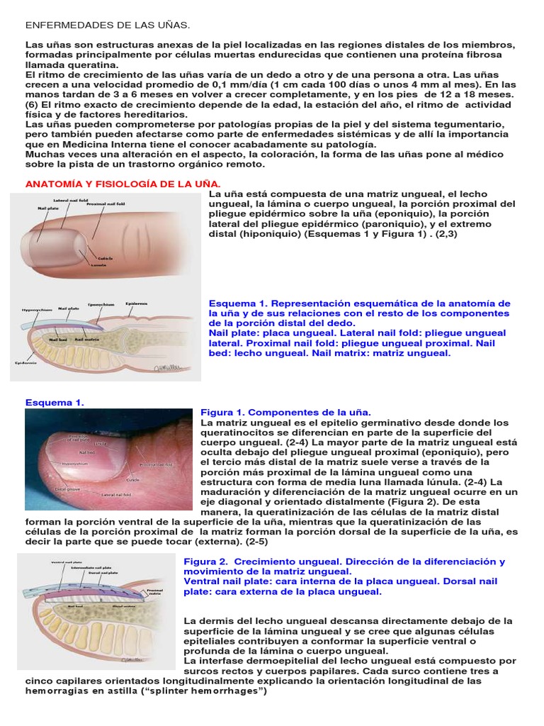 Enfermedades de Las Uña1 | PDF | Clavo (anatomía) | Condiciones cutáneas