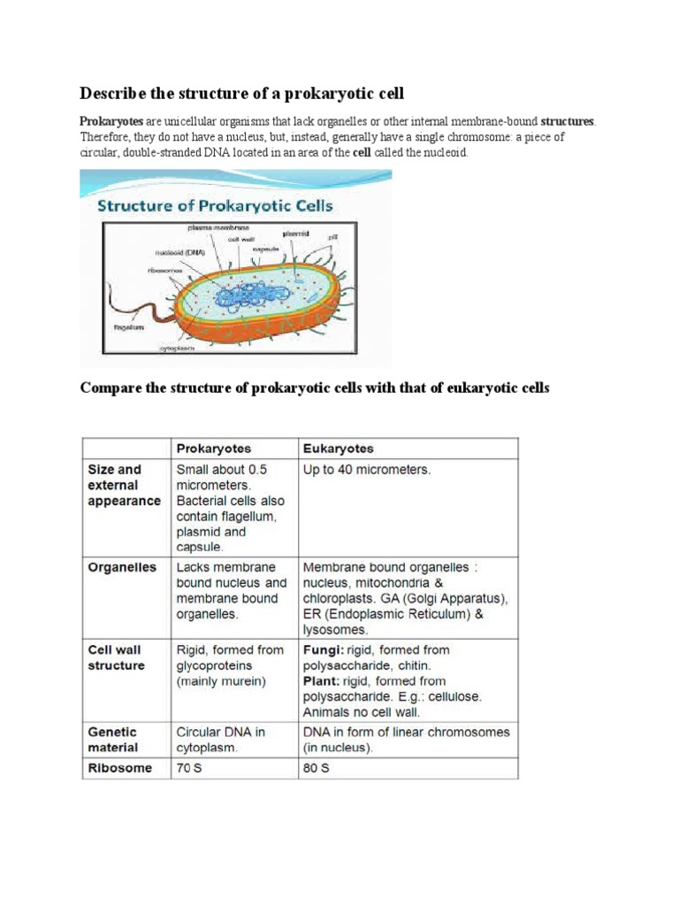 CAPE Biology | PDF | Eukaryotes | Cell (Biology)