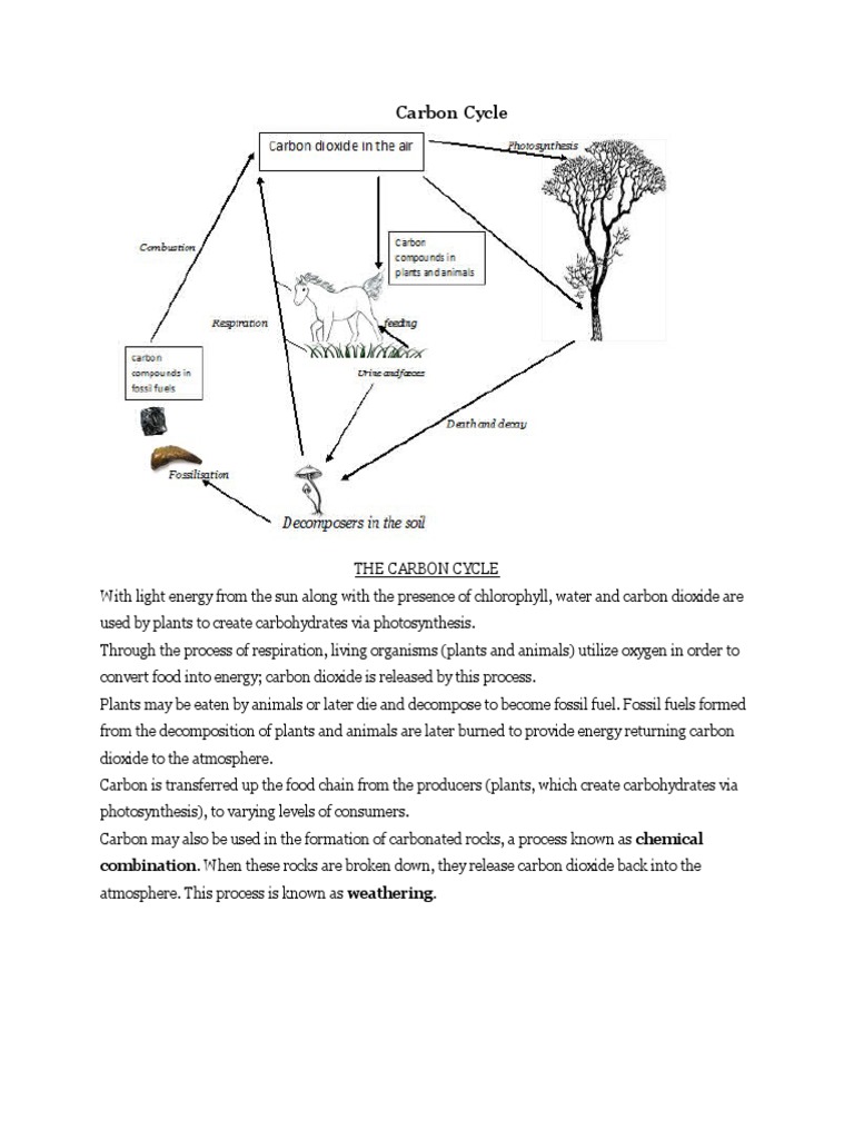 Carbon Cycle and Nitrogen Cycle | PDF | Science & Mathematics