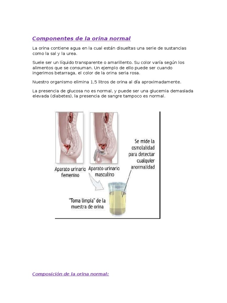 Componentes de La Orina Normal | PDF | Riñón | Sistema urinario