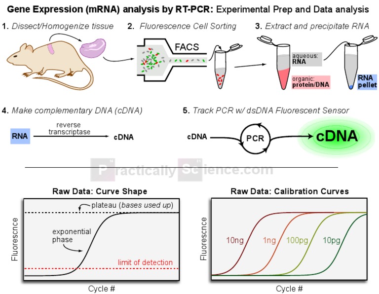 RT PCR Gene Expression Intro v8 | PDF
