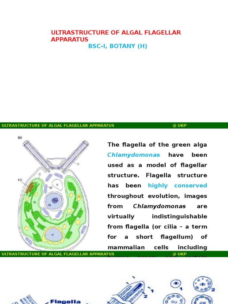 Ukp - Flagella Ultrastructure | PDF | Microtubule | Nutrients