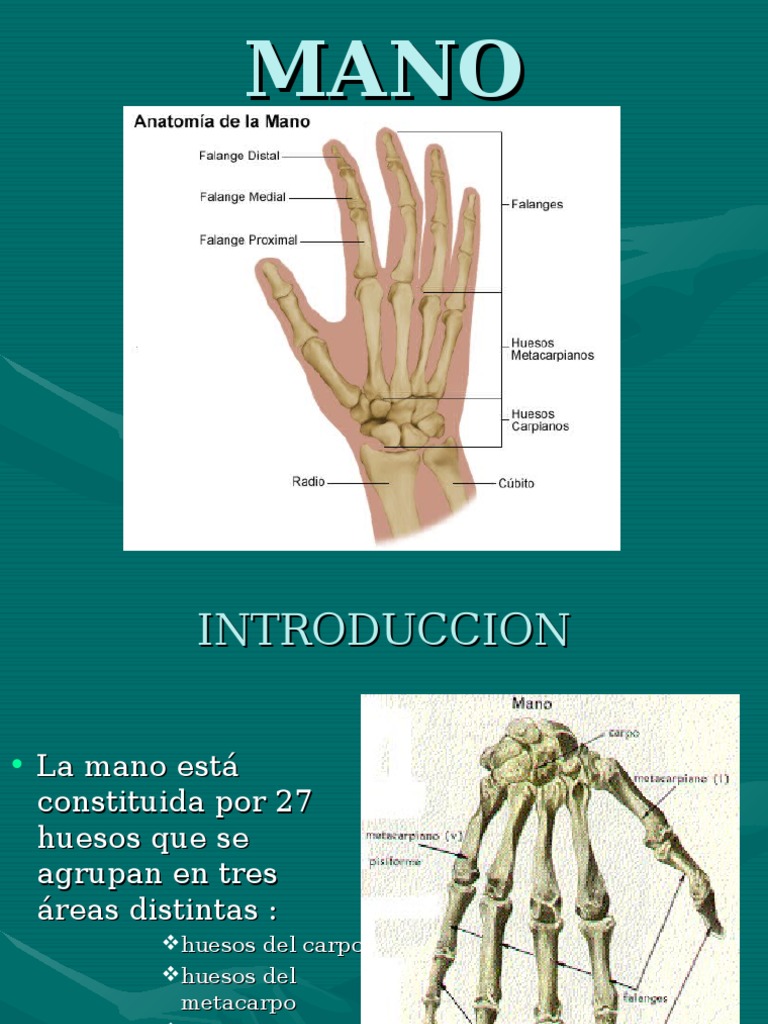 Anatomia De La Mano Anatomia Humana Pdf Mano Sistema