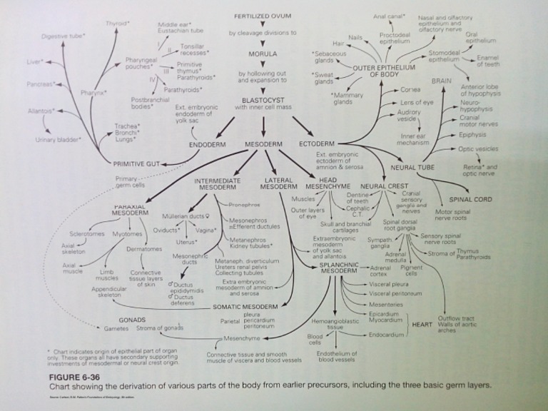 Chart of Germ Layer Derivatives | PDF | Anatomy | Histology