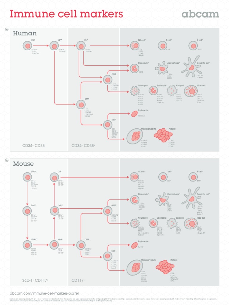 Immune Cell Markers Overview | PDF | Monocyte | T Cell