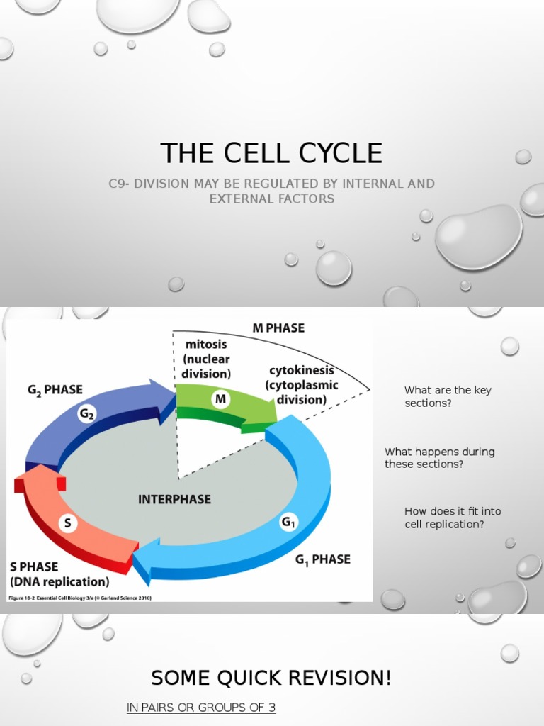 Bio Lesson Plan Powerpoint | PDF | Mitosis | Cell Cycle
