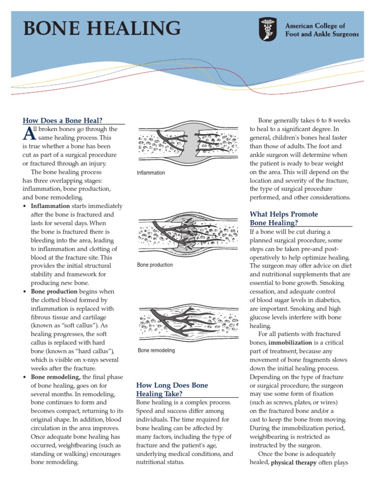 Bone Healing: How Does A Bone Heal? | PDF | Bone | Surgery