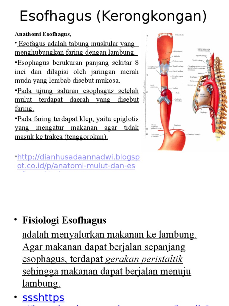 Esofhagus (Kerongkongan) | PDF | Kajian Bahasa Asing