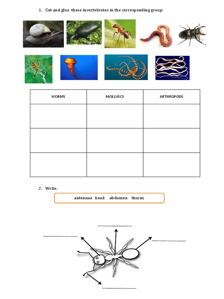 Worksheet 4 Invertebrates | PDF