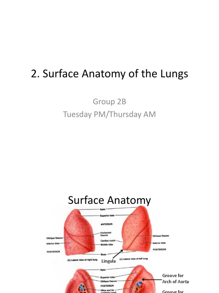 surface anatomy lungs group 2b | Lung | Thorax (Human Anatomy)