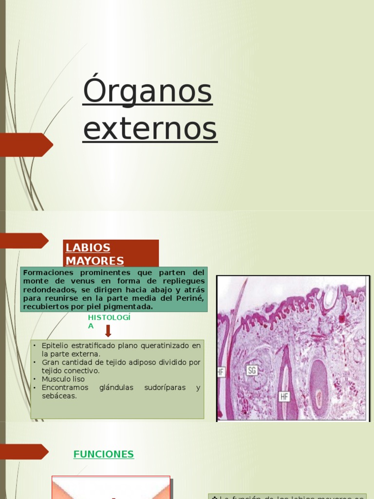 Órganos Externos Labios y Clitoris | PDF | Labios | Vagina