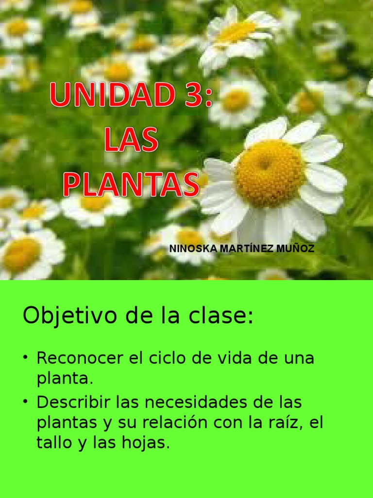 LAS PLANTAS.ppt | Hoja | Plantas