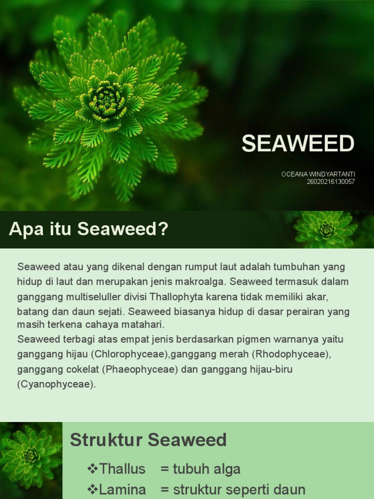 Oceana: Seaweed | PDF
