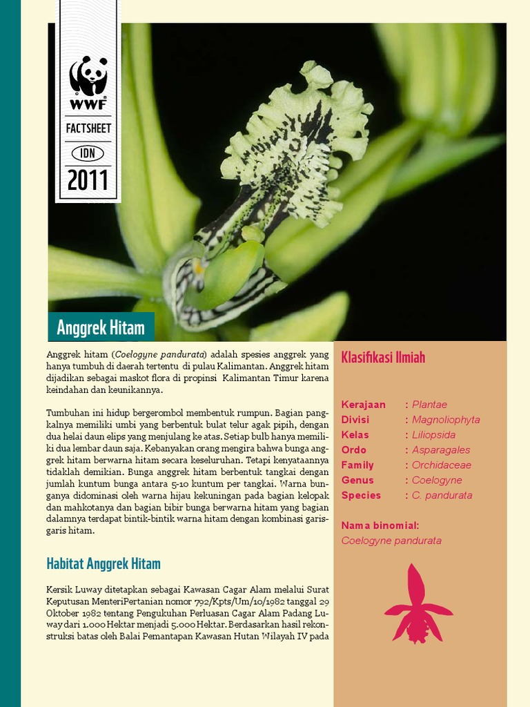 Anggrek Hitam PDF | PDF