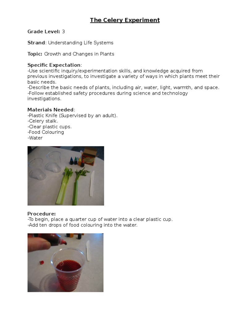 The Celery Experiment | PDF | Plants | Experiment