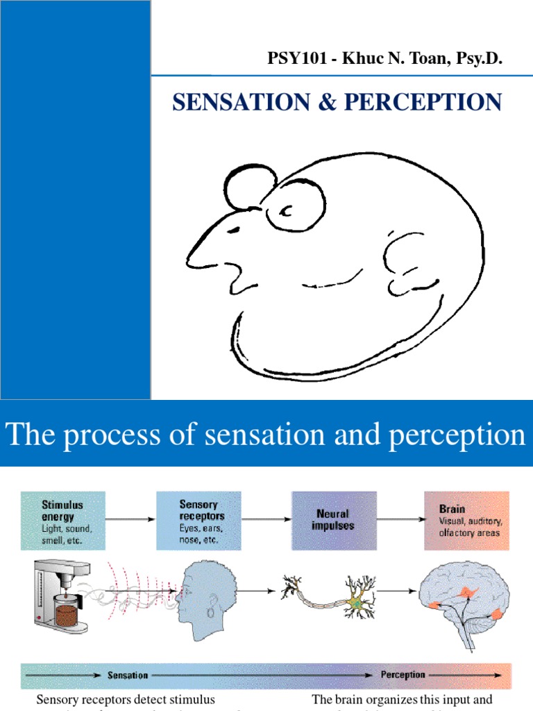 Class2 Sensation Perception PDF | PDF | Taste | Perception