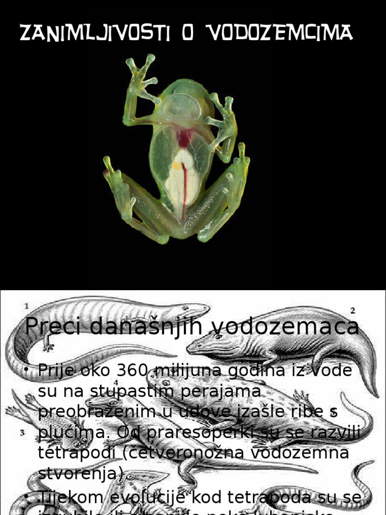 Vodozemci | PDF