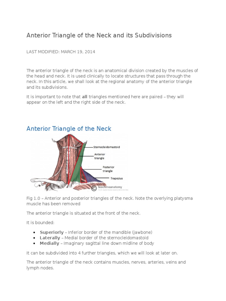 Anterior Triangle of The Neck | PDF | Common Carotid Artery | Neck