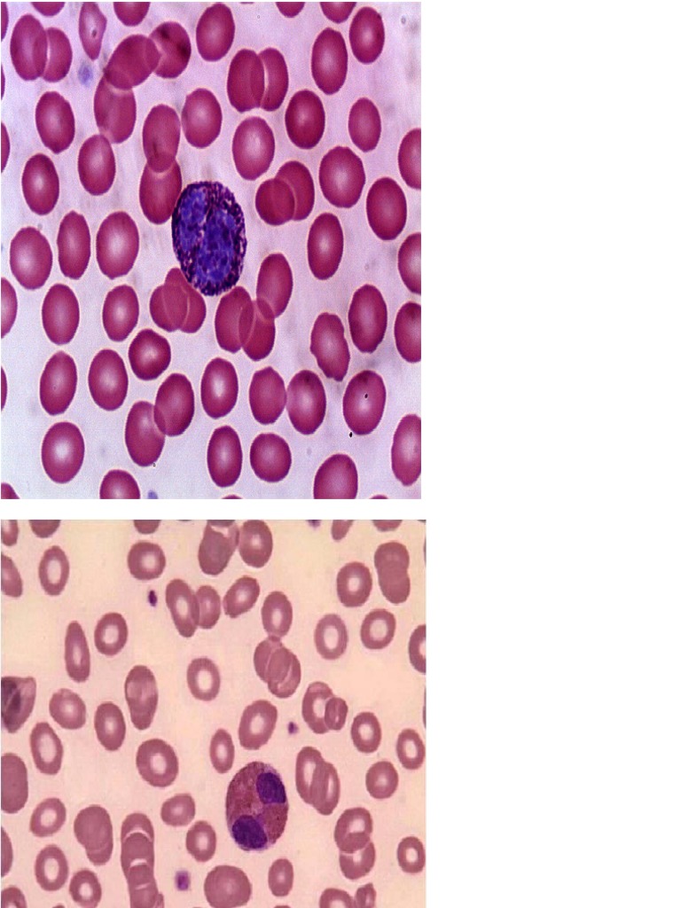 Gambar Morfologi Leukosit | PDF