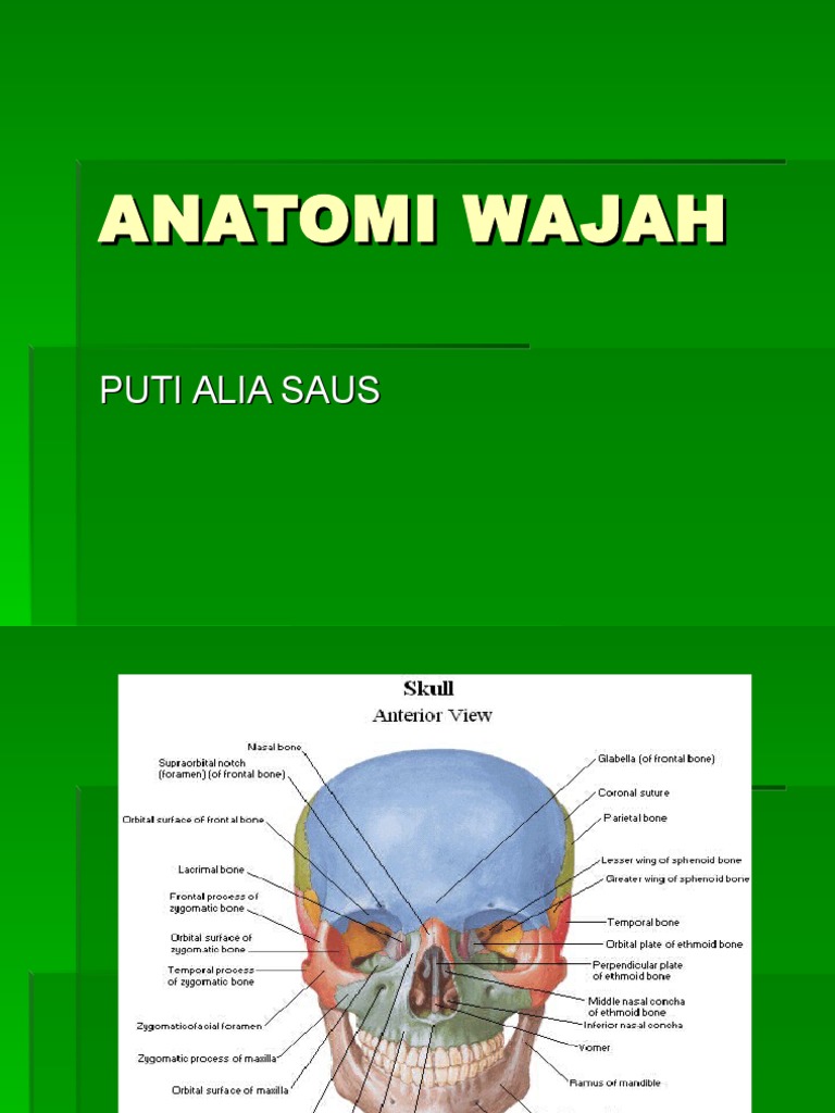 Anatomi Wajah | PDF | Kesehatan Holistik | Sains & Matematika