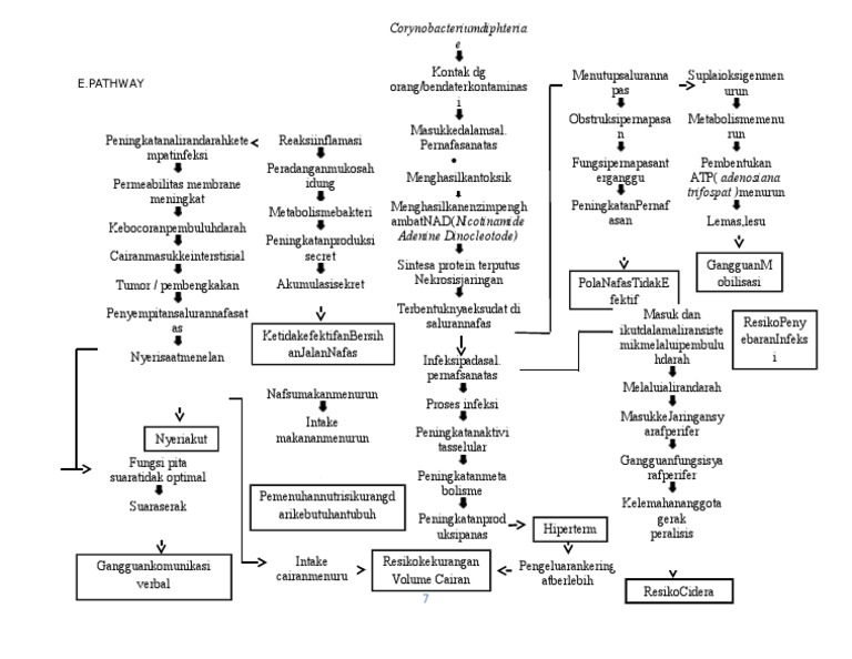 Pathway Difteri Jadi | PDF