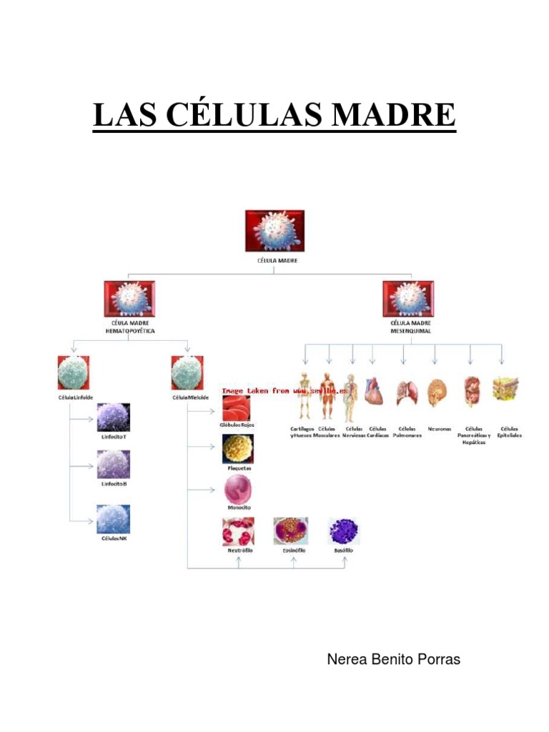 Las Celulas Madre - Nerea Benito | PDF | Célula madre | Potencia celular