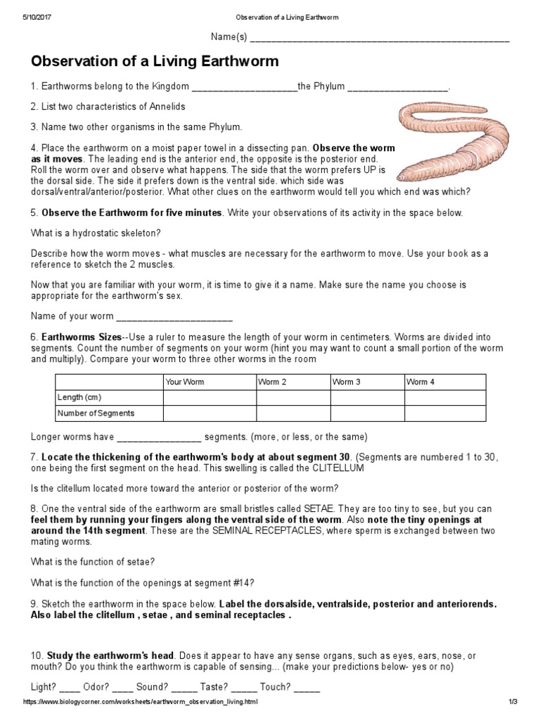 Observation of A Living Earthworm | PDF | Anatomical Terms Of Location ...