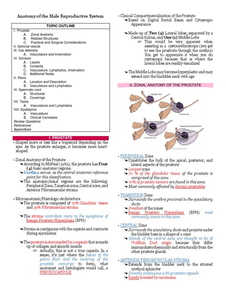 Anatomy Of The Male Reproductive System Pdf Testicle Prostate