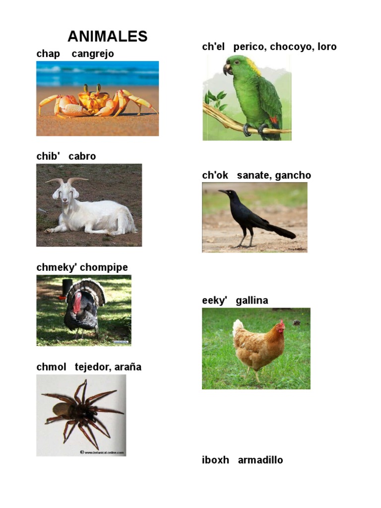 ANIMALES en Mam y Español