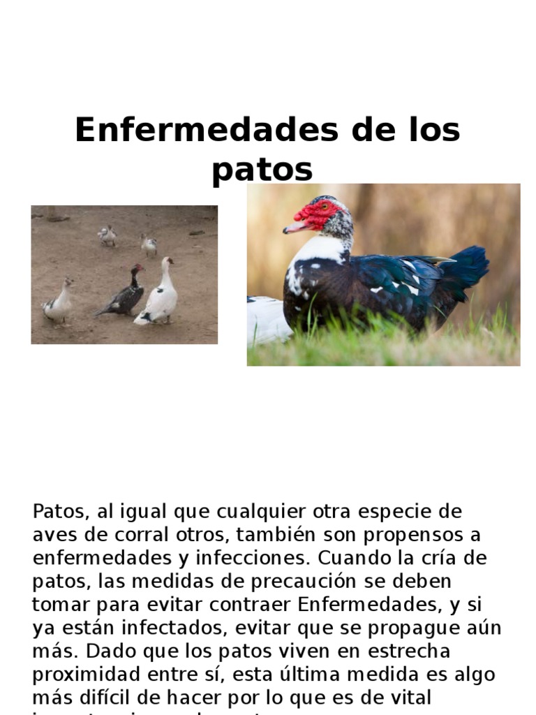 Enfermedades de Los Patos | PDF
