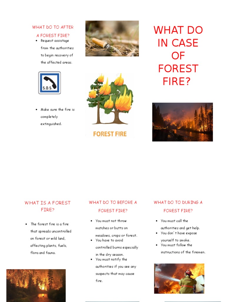 What Do in Case OF Forest Fire? | PDF