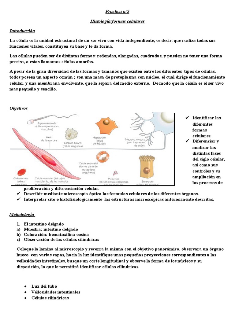 Histología: Formas Celulares | Biología Celular) | Riñón