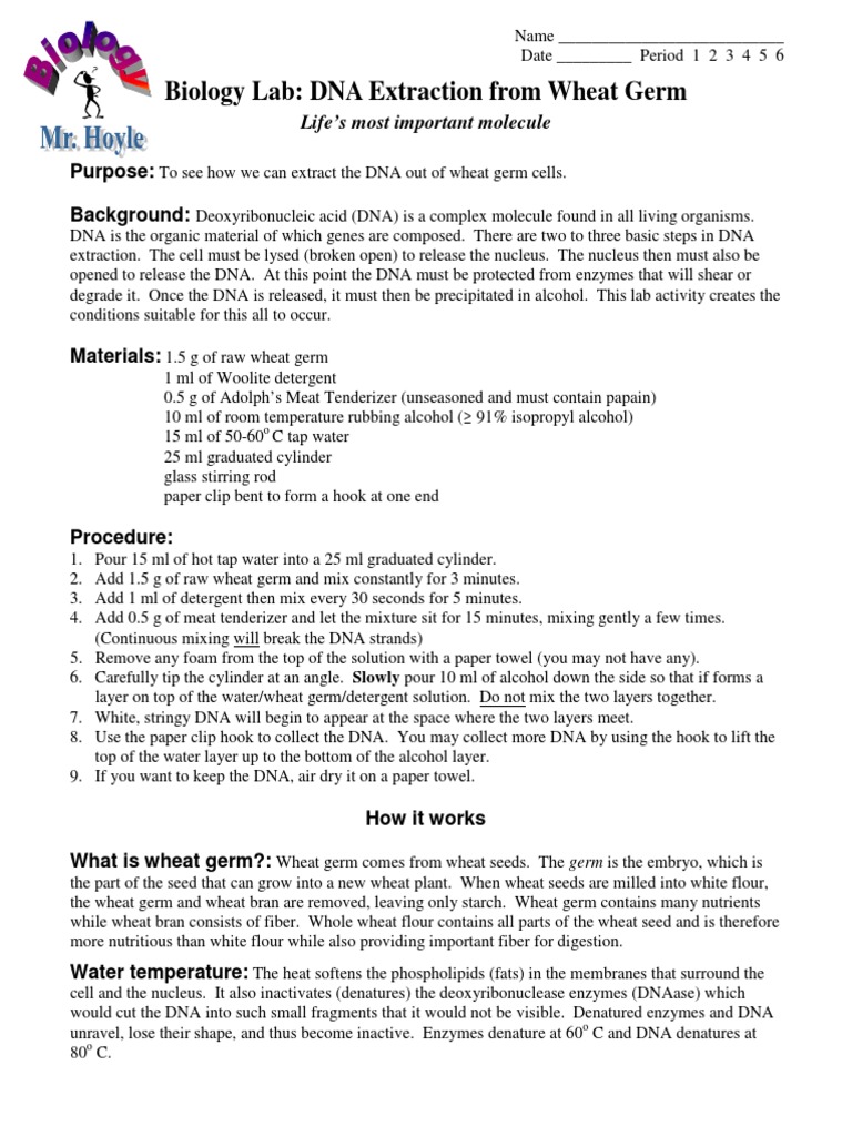 Biology Lab: DNA Extraction From Wheat Germ: Purpose: Background | PDF ...