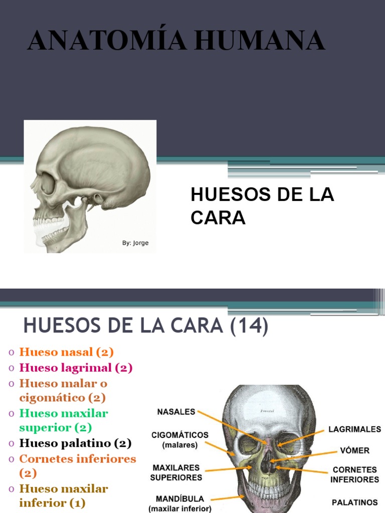 Anatomía de los huesos de la cara | PDF | Rasgos faciales | Sistema ...