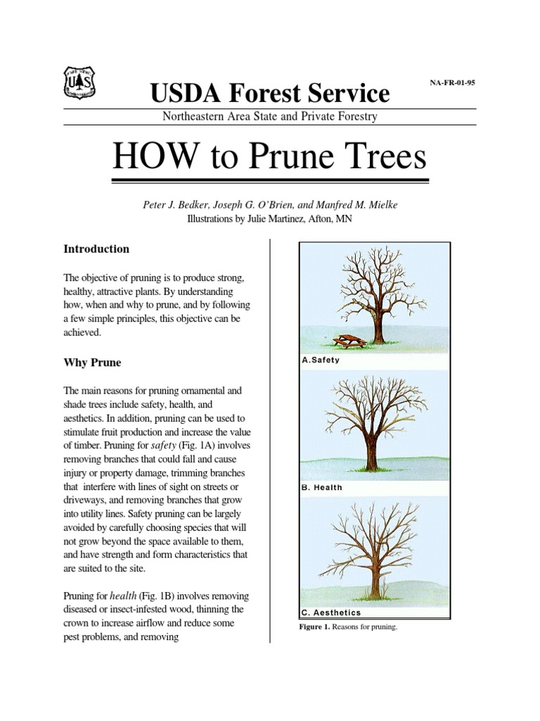 How To Prune Trees Usda Forest Service Pdf Pruning Trees