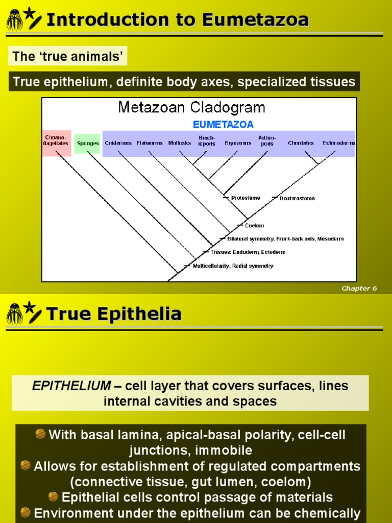 Introduction To Eumetazoa: The True Animals' | PDF | Stimulus ...