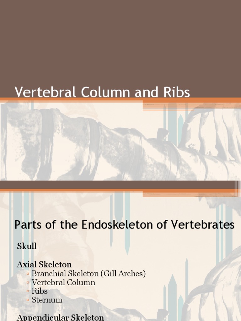 Vertebral Column and Ribs | Download Free PDF | Vertebral Column | Vertebra