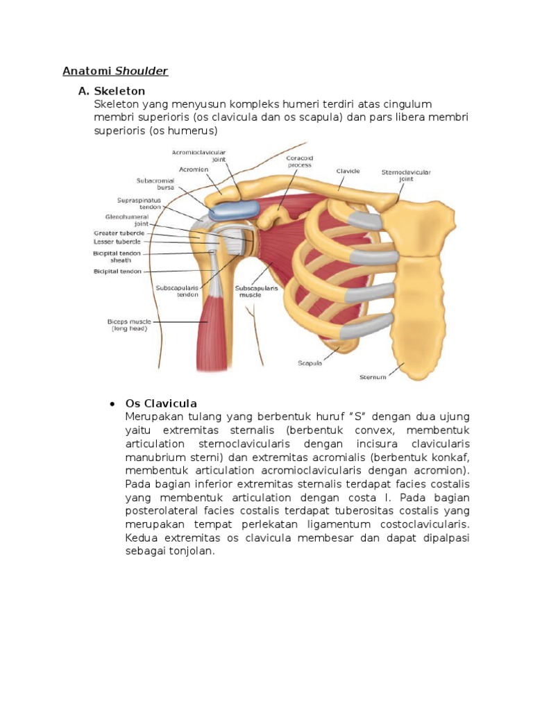 Anatomi Shoulder | PDF