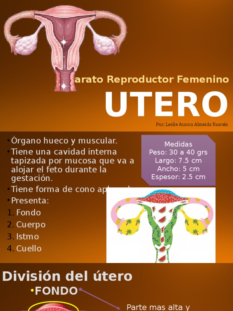 Aparato Reproductor Femenino: Utero | Útero | Menstruación