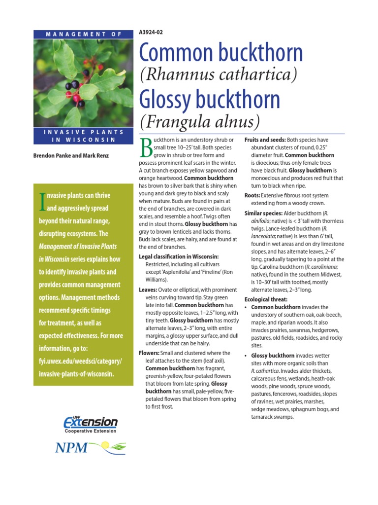 Common Buckthorn Glossy Buckthorn: (Rhamnus Cathartica) (Frangula Alnus ...