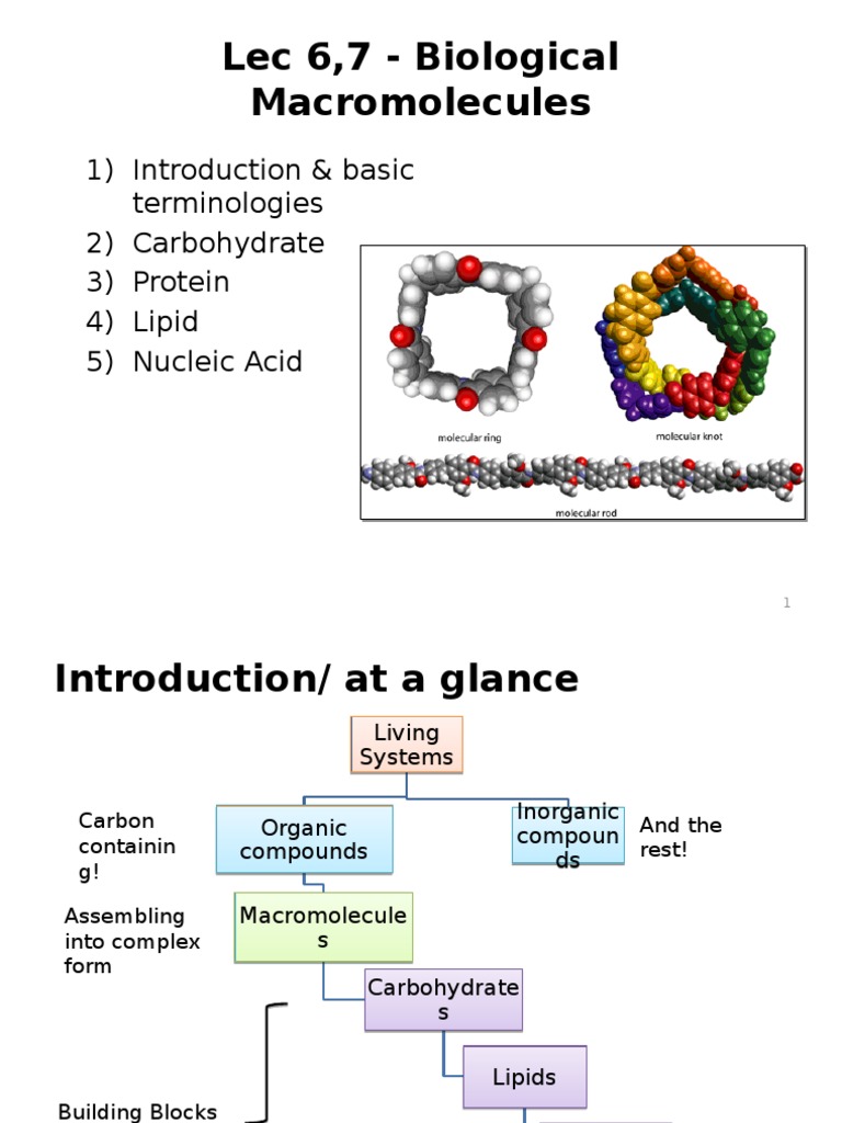 Lec 6,7 Biological Macromolecules | PDF | Carbohydrates | Fat