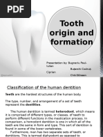 Teeth Eruption and Calcification Chart | PDF | Tooth | Human Head And Neck